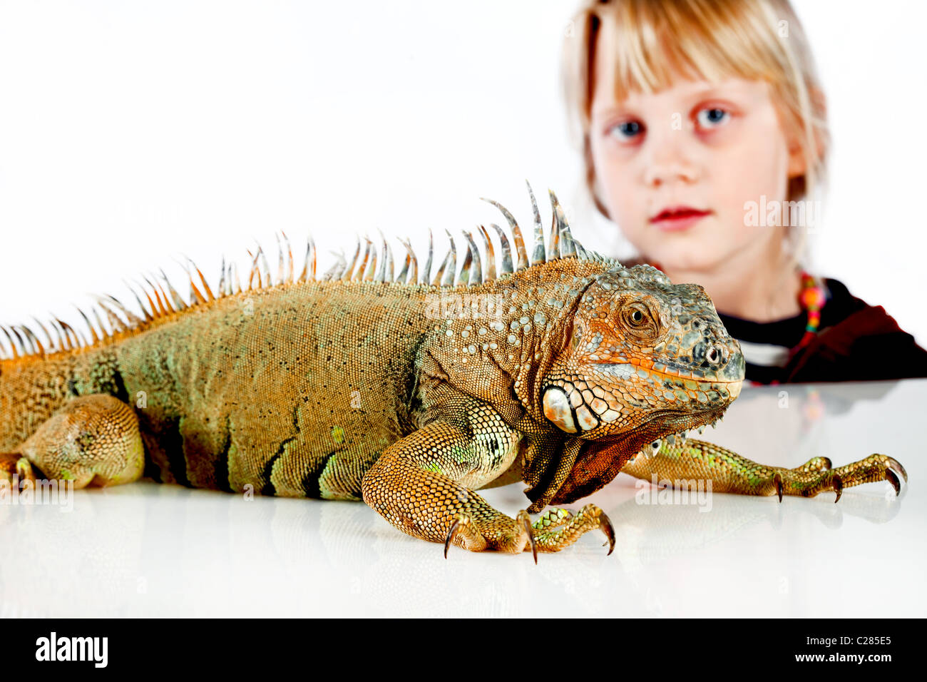 Kleiner leguan -Fotos und -Bildmaterial in hoher Auflösung – Alamy