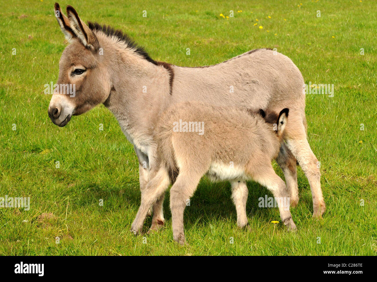 Mittelmeer-Miniatur Esel und Mutter Stockfotografie - Alamy