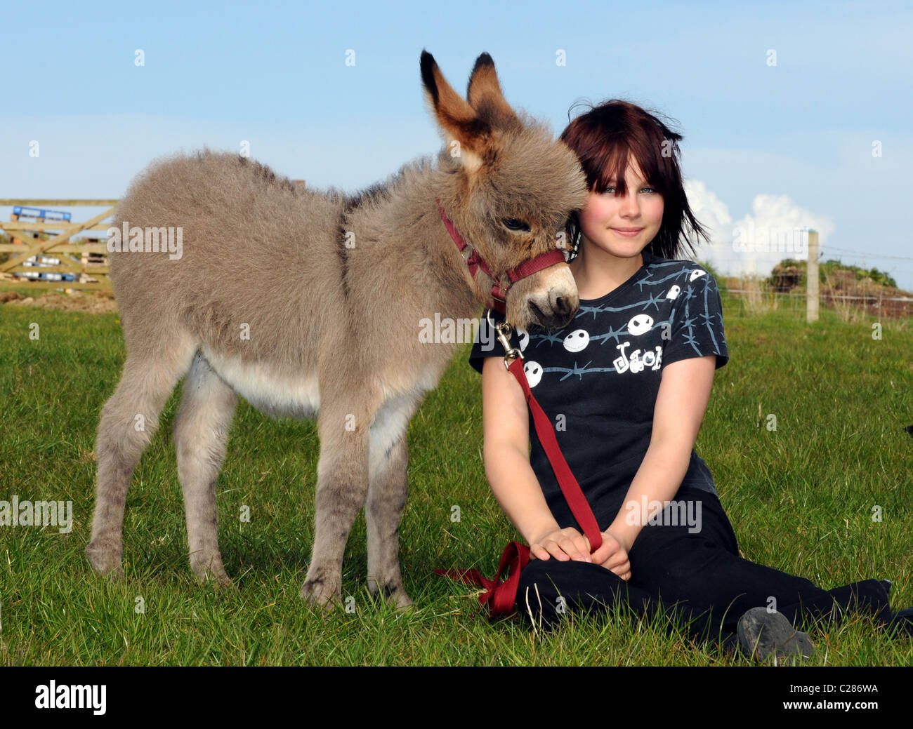 Miniatur esel -Fotos und -Bildmaterial in hoher Auflösung – Alamy