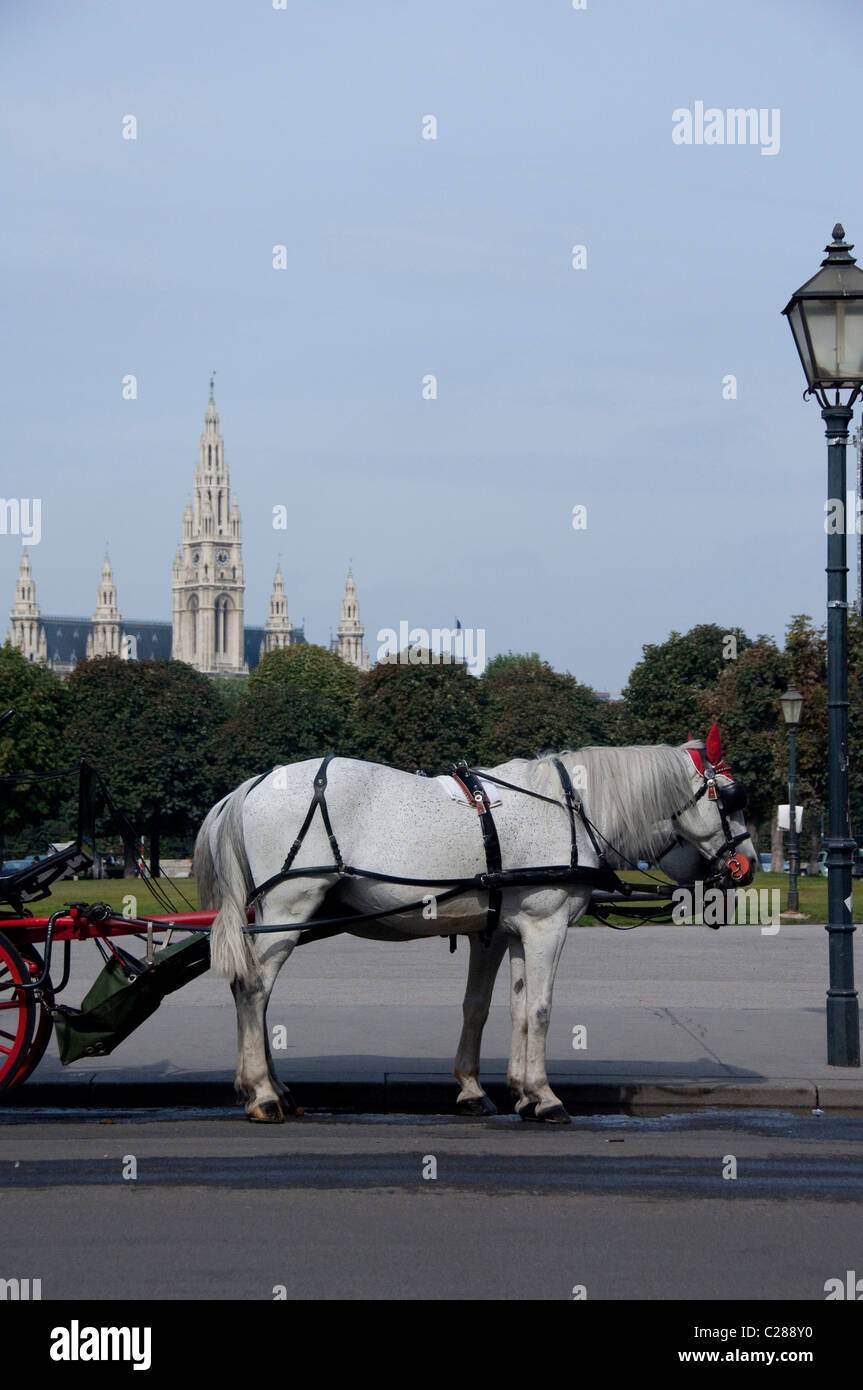 Österreich, Wien. Beliebte traditionelle Horse-drawn "Fiaker" (Kutsche ...