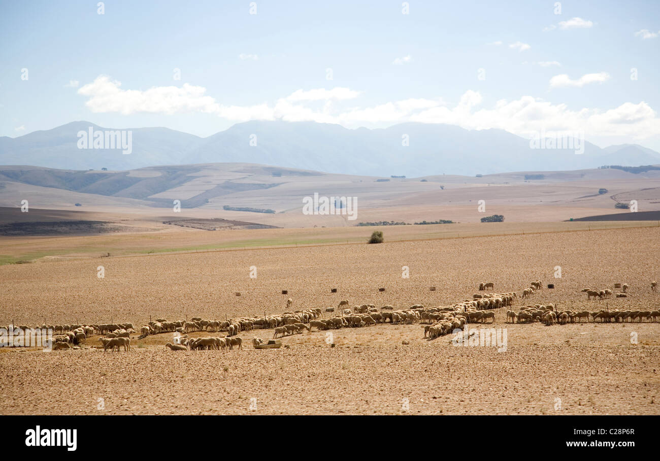 Caledon region -Fotos und -Bildmaterial in hoher Auflösung – Alamy