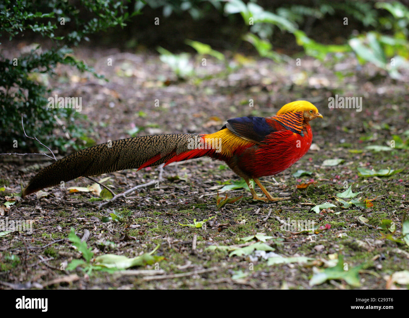 Goldene oder chinesische Fasan, Chrysolophus Pictus, Phasianidae ...