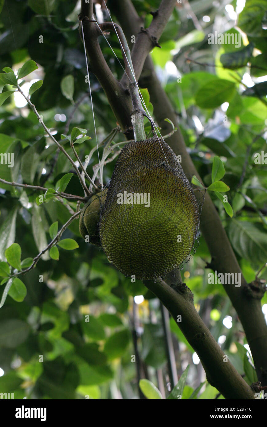 Jackfruit trees -Fotos und -Bildmaterial in hoher Auflösung – Alamy