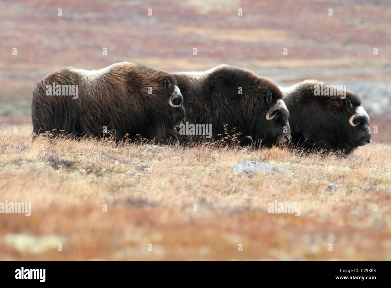Moschusochsen Dovre Norwegen NP Stockfotografie - Alamy