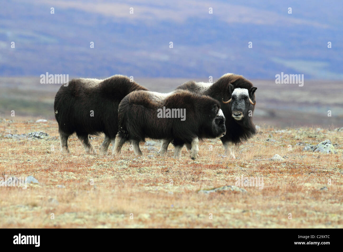 Herde von moschusochsen -Fotos und -Bildmaterial in hoher Auflösung – Alamy