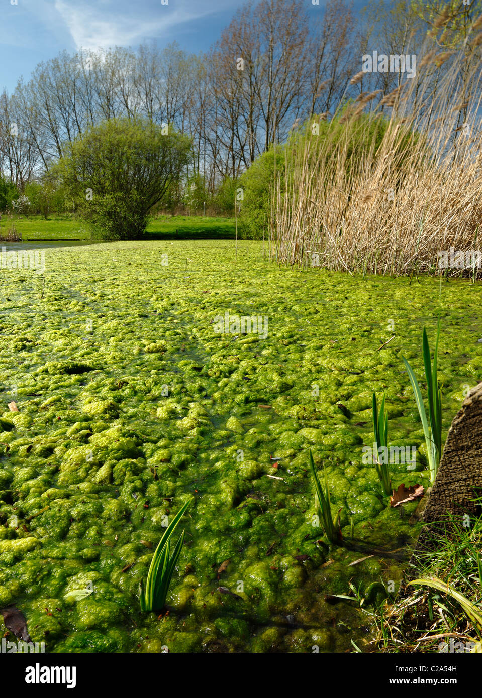 Pond scum weed -Fotos und -Bildmaterial in hoher Auflösung – Alamy