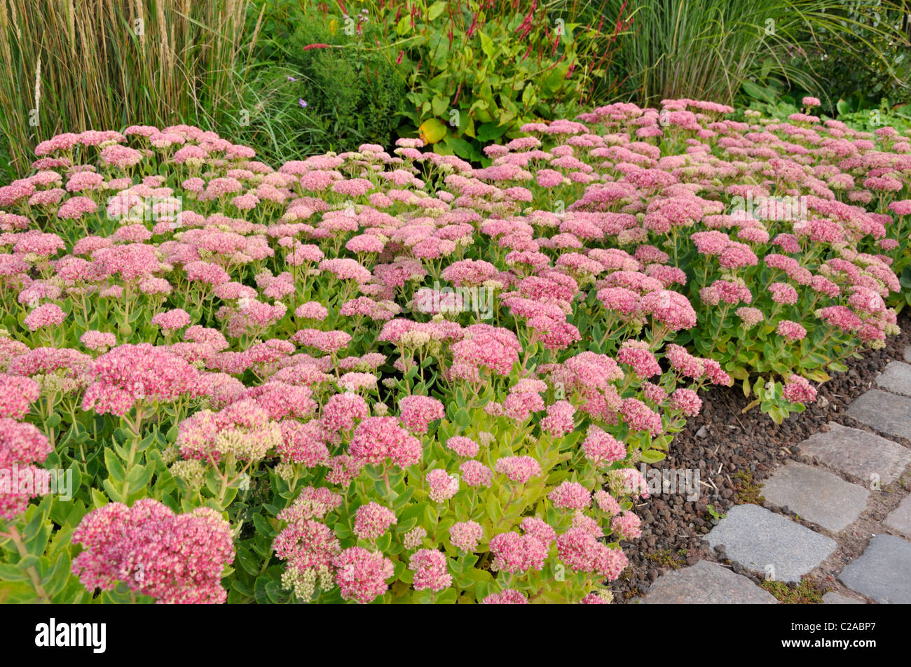 Orpine (Sedum telephium 'herbstfreude' syn. hylotelephium telephium ...