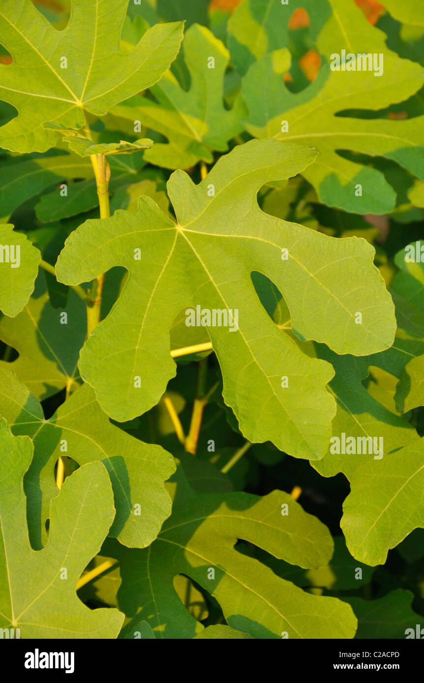 Common fig ficus carica -Fotos und -Bildmaterial in hoher Auflösung – Alamy