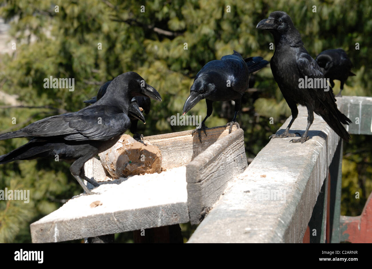 Raven Sie (Nationalvogel von Bhutan) bei Namkhe Nyingpo Gompa in Jakar ...