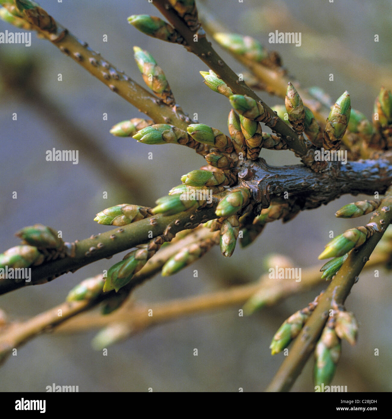 Ast mit knospen -Fotos und -Bildmaterial in hoher Auflösung – Alamy