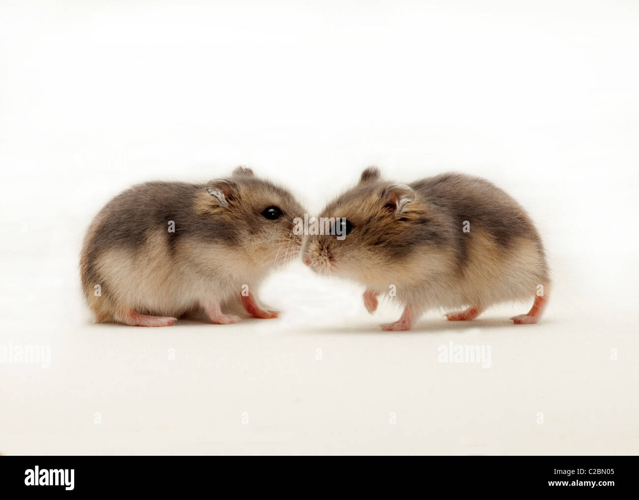 Domestic hamsters -Fotos und -Bildmaterial in hoher Auflösung – Alamy