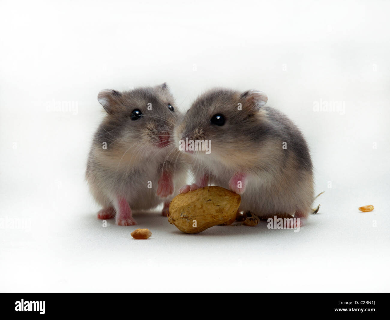 Cute hamster -Fotos und -Bildmaterial in hoher Auflösung – Alamy