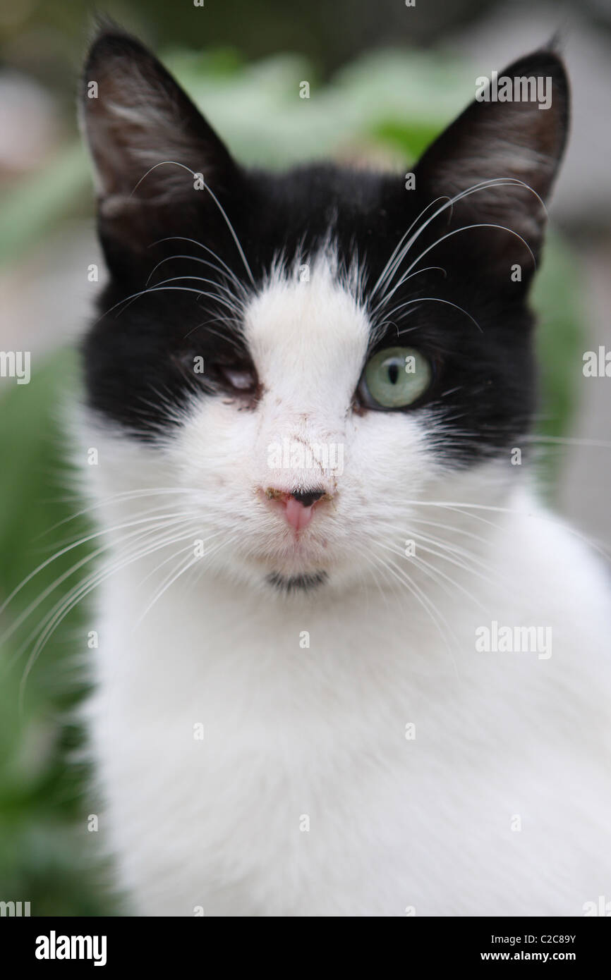 Blinde Katze Stockfotos und -bilder Kaufen - Alamy