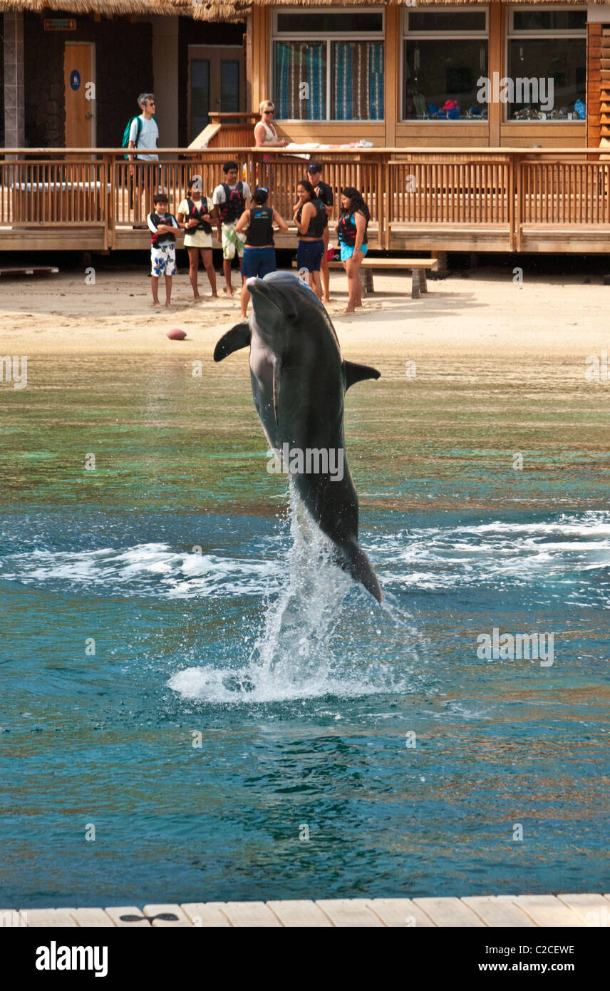 Springender delfin -Fotos und -Bildmaterial in hoher Auflösung – Alamy