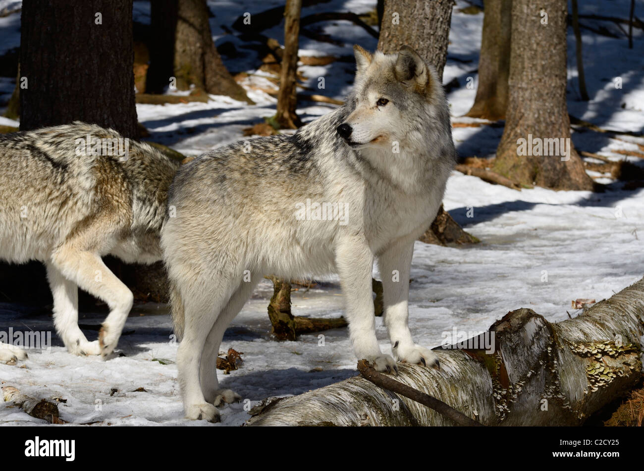 Weiblichen Gray Wolf oder Timber Wolf Canis Lupus stehend auf einem ...