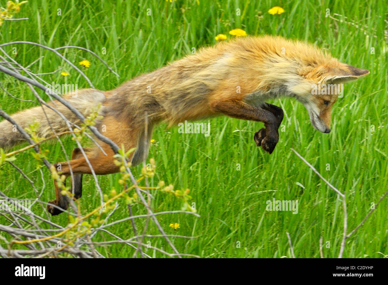 Rotfuchs nach Beute springen Stockfotografie - Alamy
