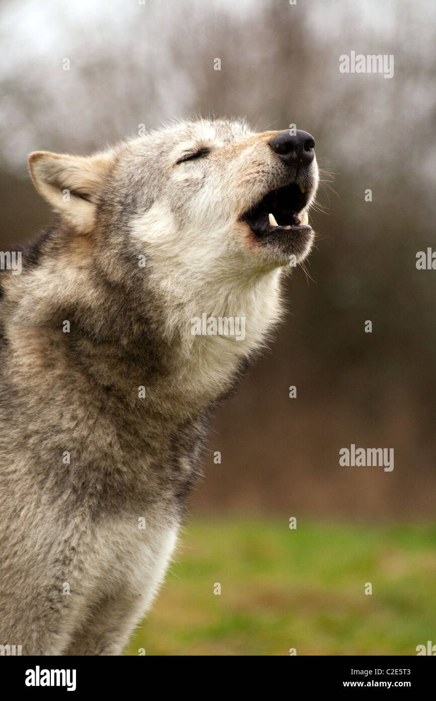 Heulen wolf -Fotos und -Bildmaterial in hoher Auflösung – Alamy