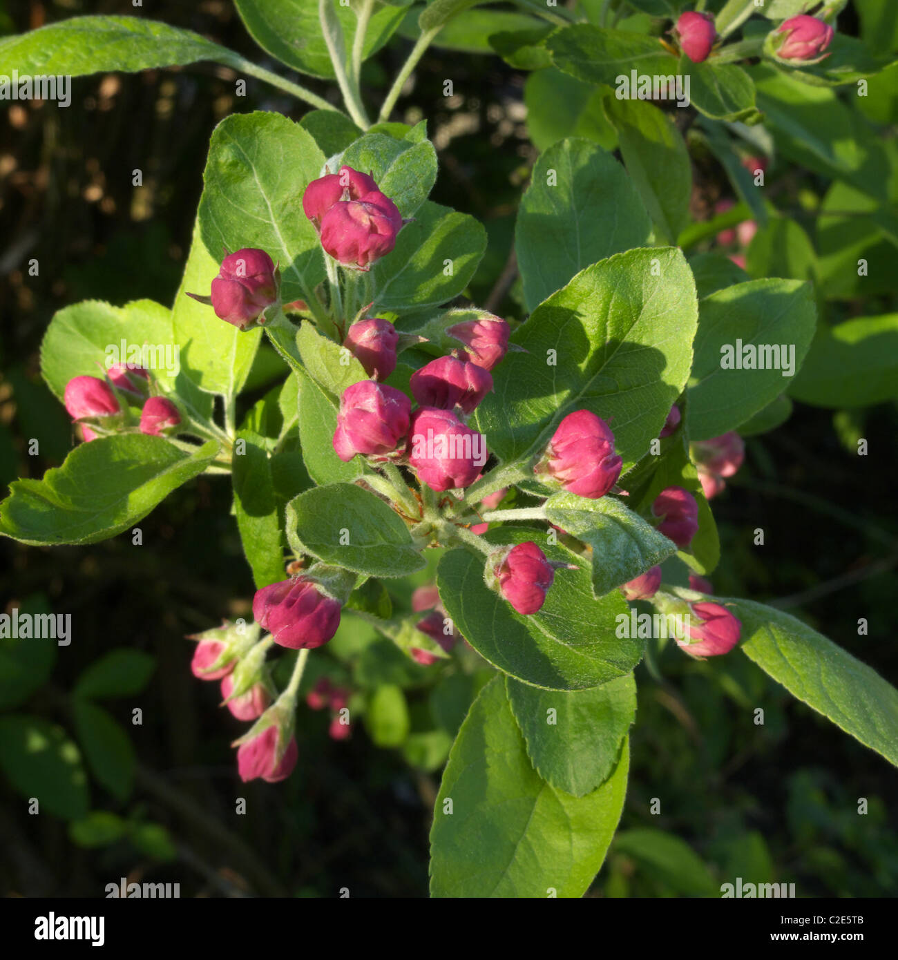 Malus evereste crabapple -Fotos und -Bildmaterial in hoher Auflösung ...