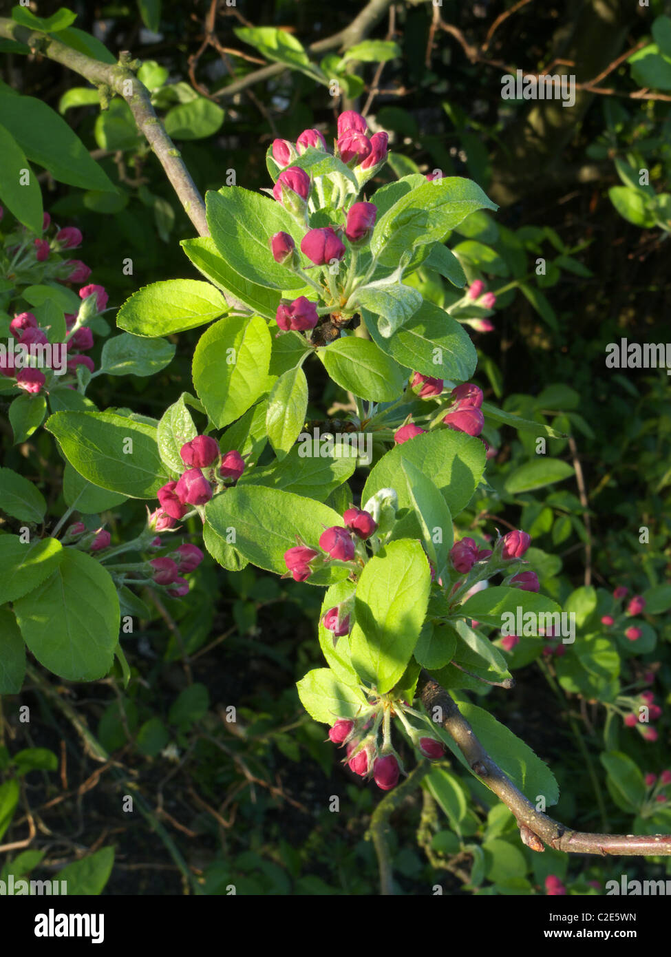 Malus evereste crabapple -Fotos und -Bildmaterial in hoher Auflösung ...