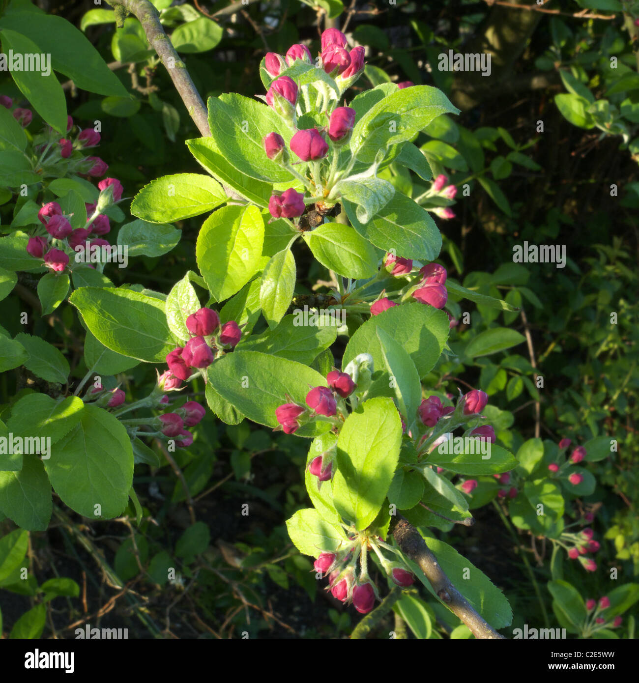 Malus evereste crabapple -Fotos und -Bildmaterial in hoher Auflösung ...