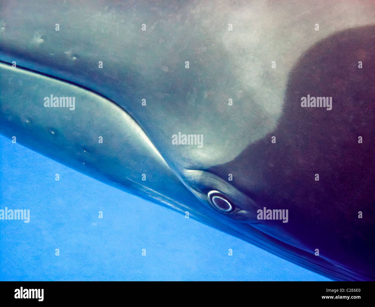 Zwerg zwergwal -Fotos und -Bildmaterial in hoher Auflösung – Alamy