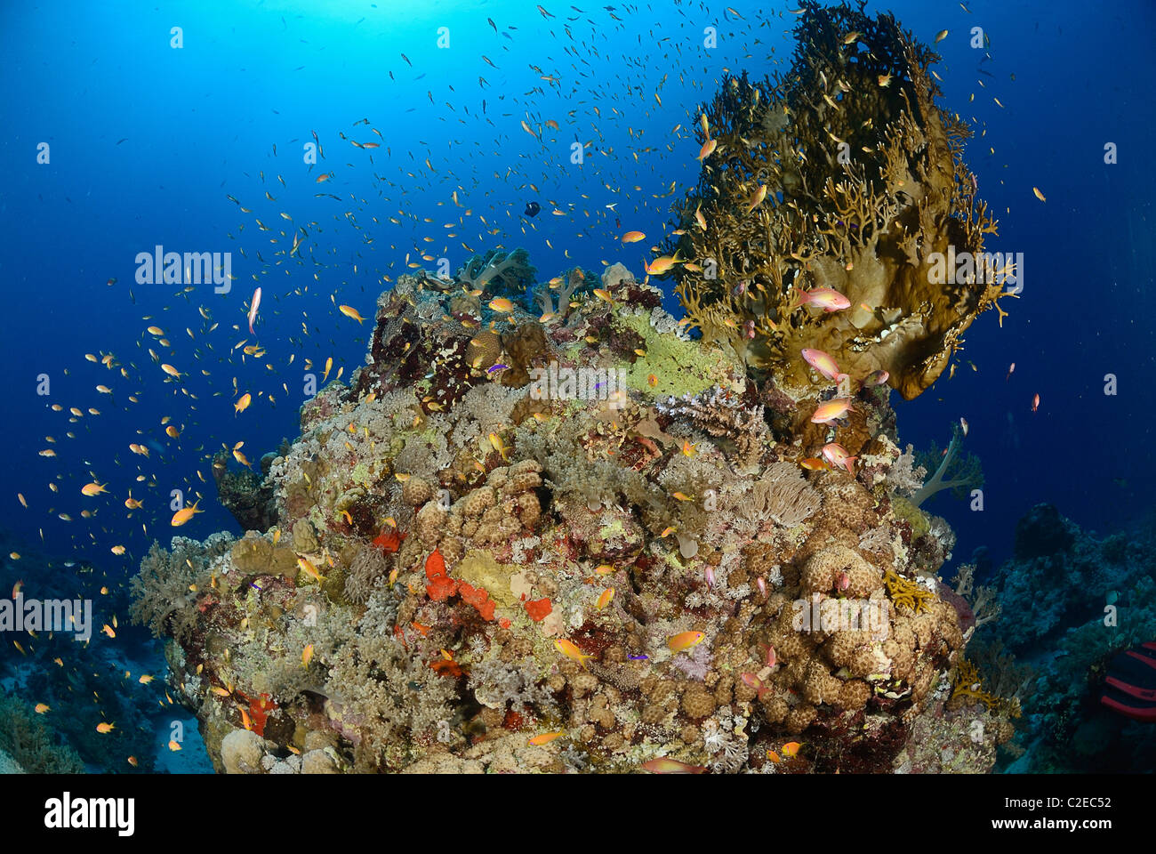 Kolonie von Feuer Korallen wachsen auf Saint John Riffe, Ägypten, Rotes ...