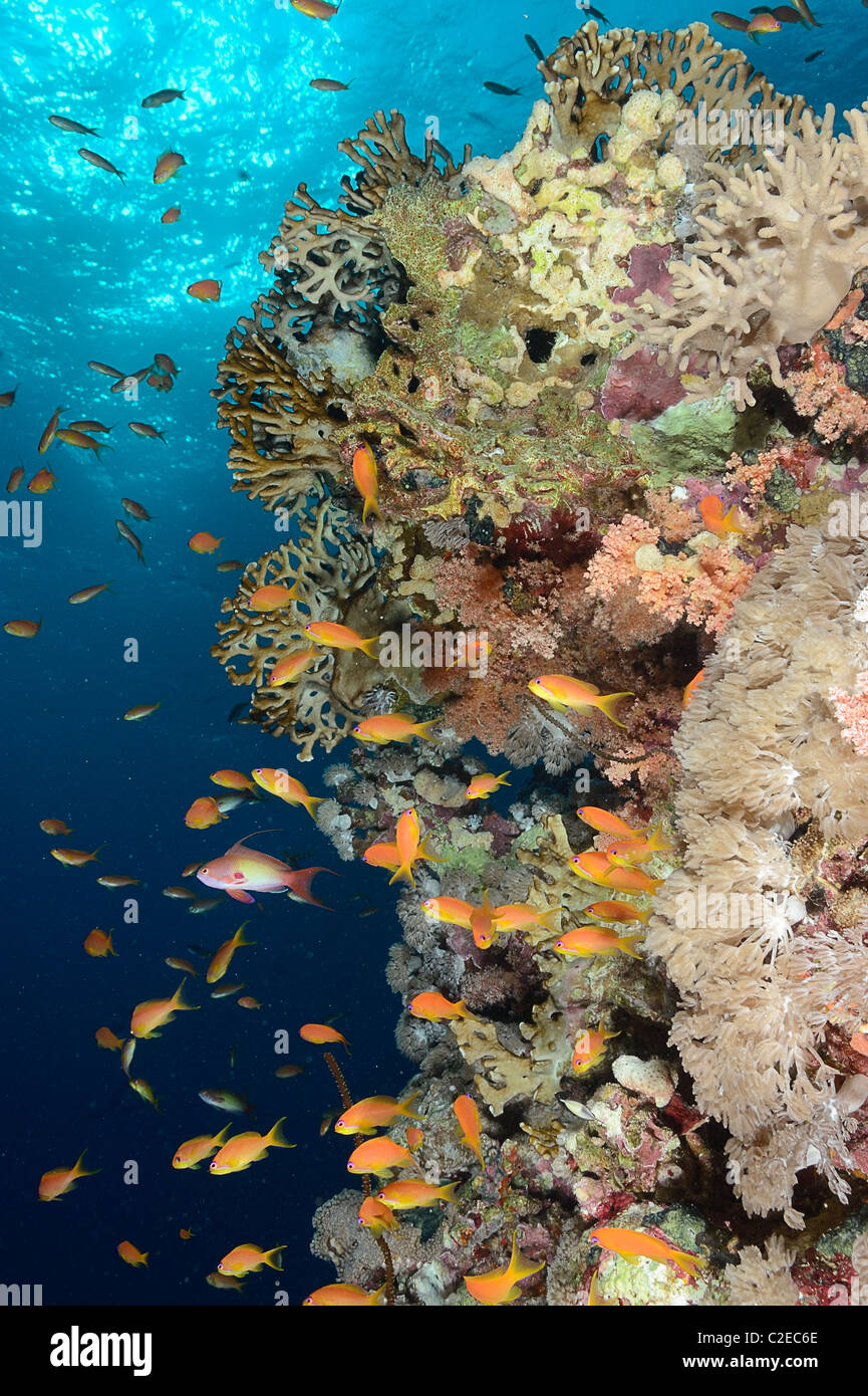 Kolonie von Feuer Korallen wachsen auf Saint John Riffe, Ägypten, Rotes ...