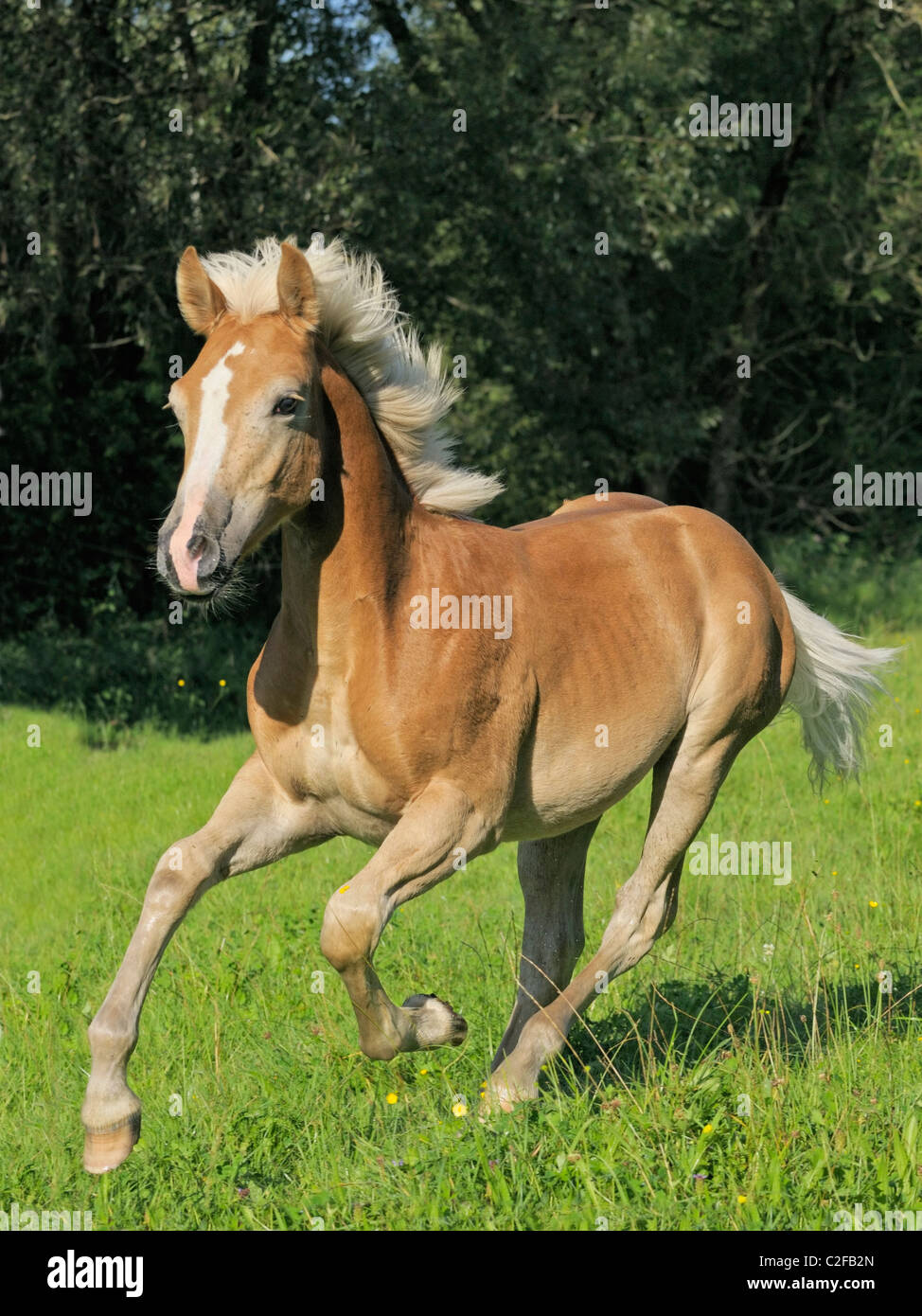 Fohlen galoppieren -Fotos und -Bildmaterial in hoher Auflösung - Seite 3 - Alamy