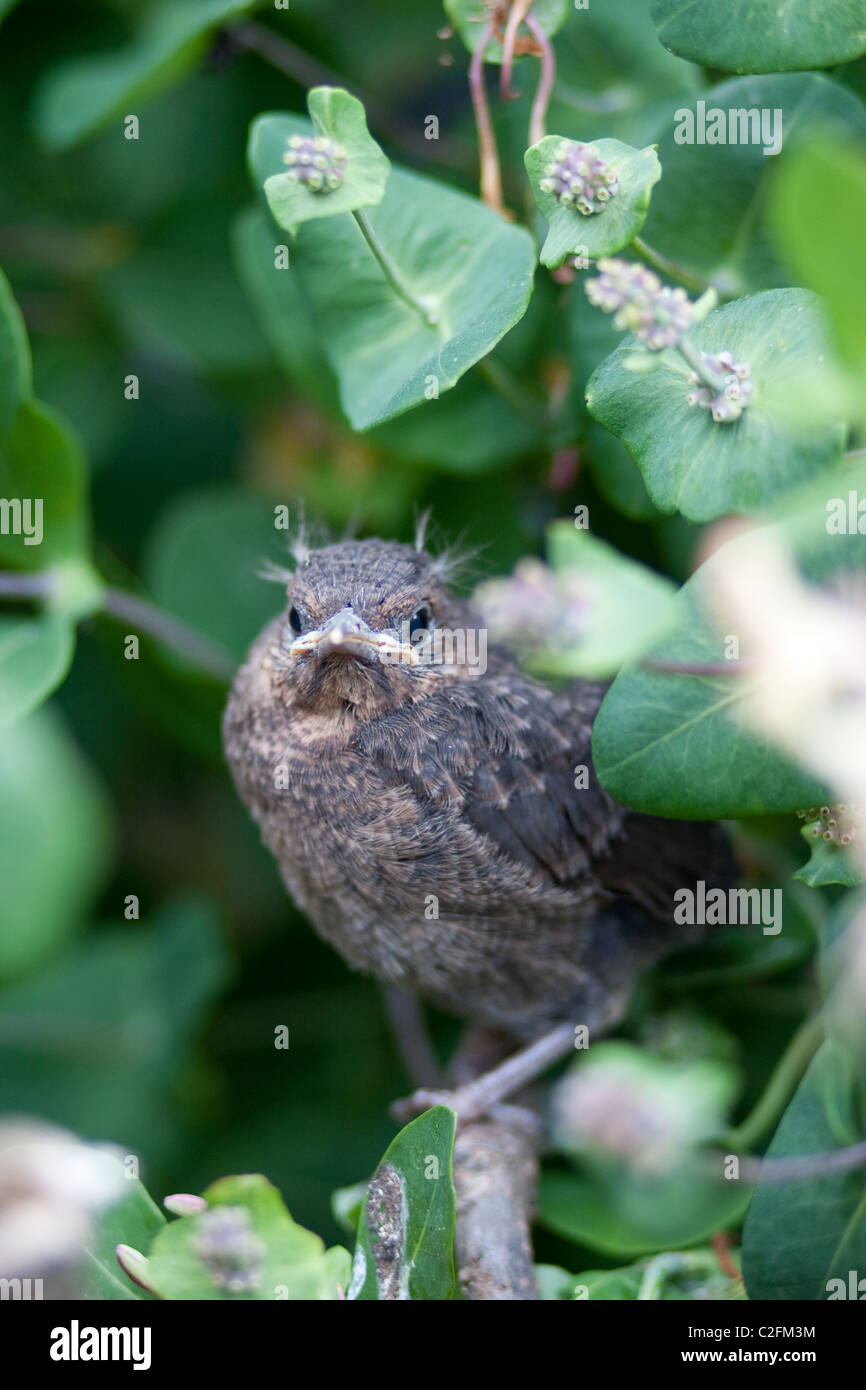 Baby amsel -Fotos und -Bildmaterial in hoher Auflösung – Alamy