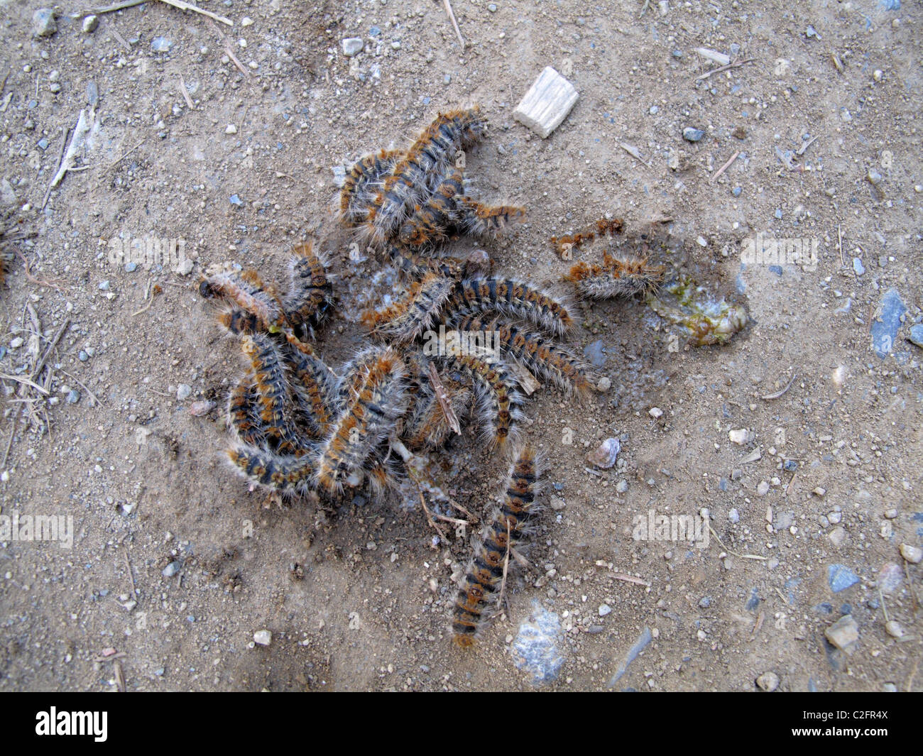 Kieferprozessionsspinner raupen -Fotos und -Bildmaterial in hoher ...