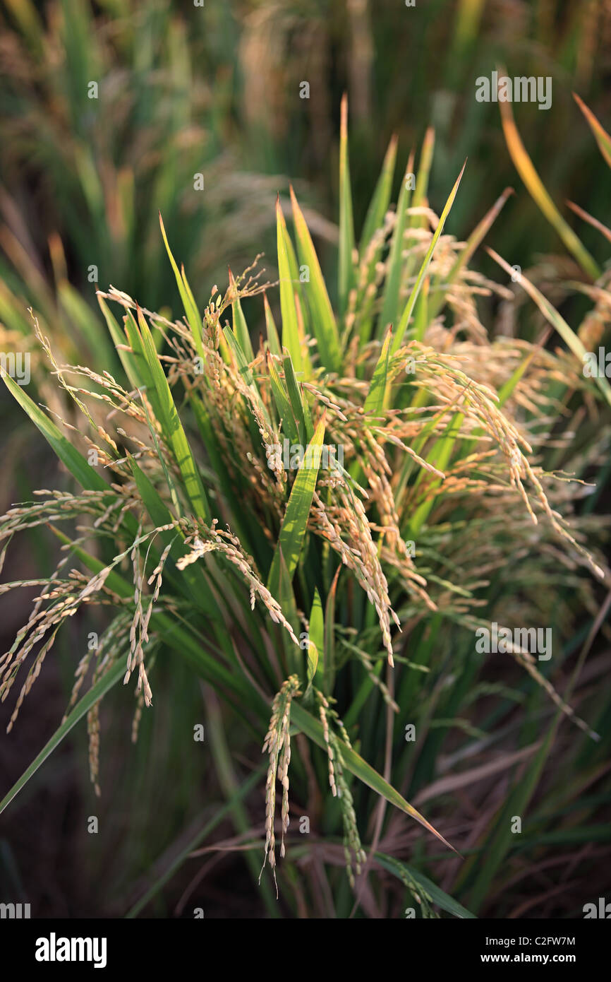 Reisanbau indien -Fotos und -Bildmaterial in hoher Auflösung – Alamy