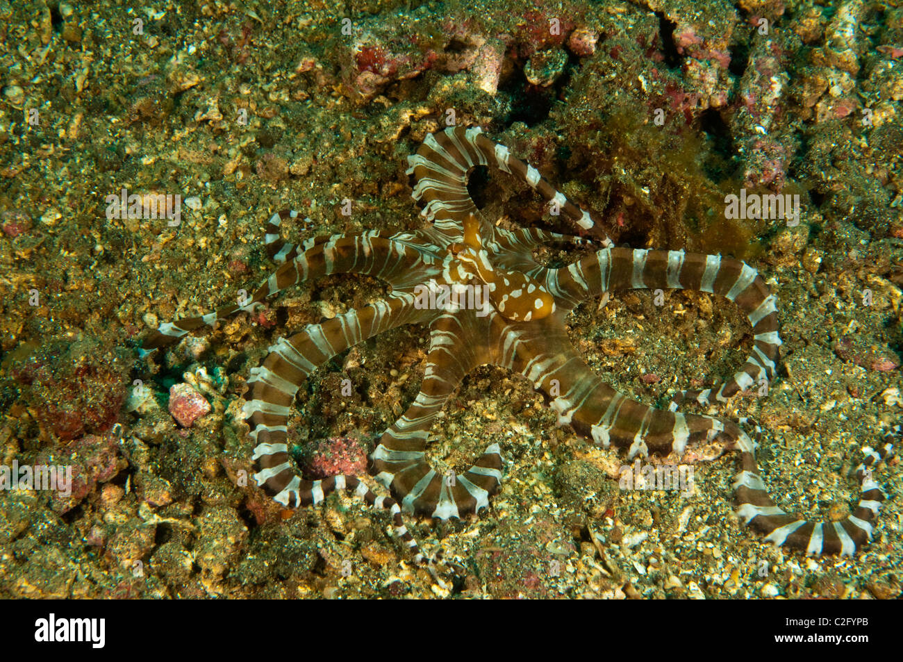 Krake tarnung -Fotos und -Bildmaterial in hoher Auflösung – Alamy