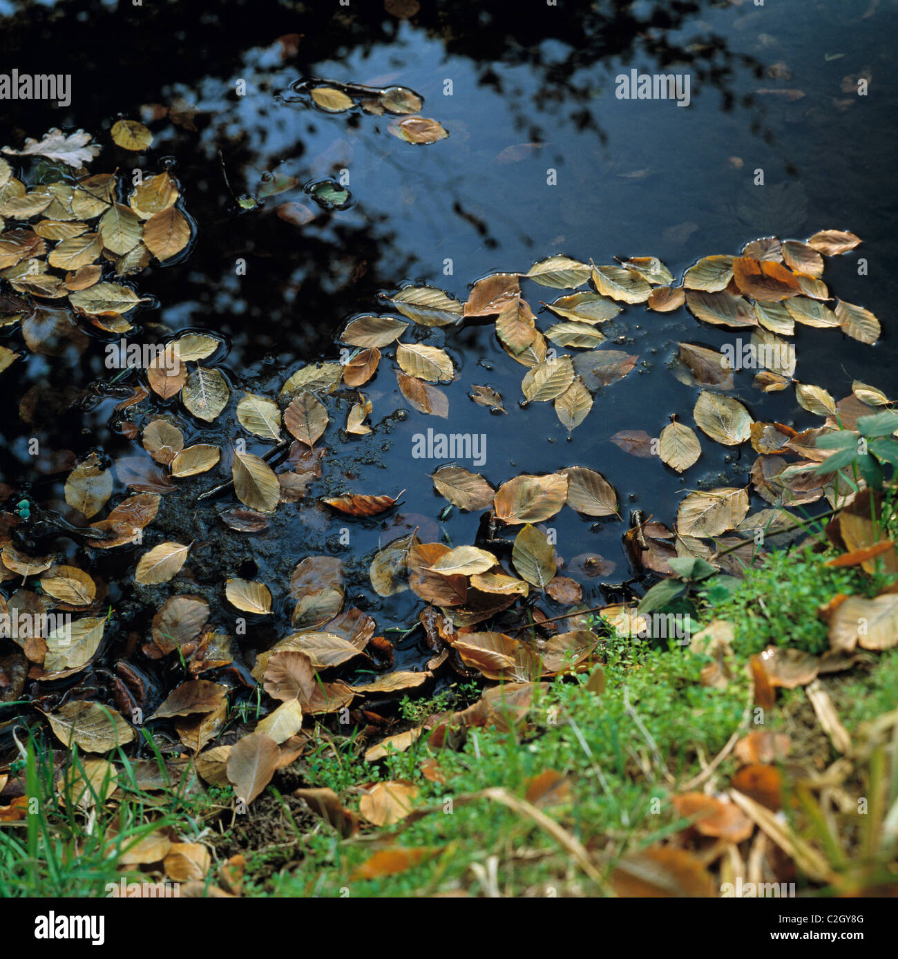 Gefaerbte blaetter -Fotos und -Bildmaterial in hoher Auflösung – Alamy