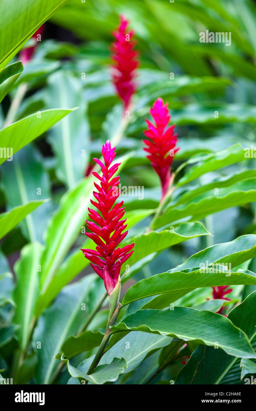 Roter Ingwer Blumen oder Alpinia Purpurata, Tayrona Nationalpark in ...