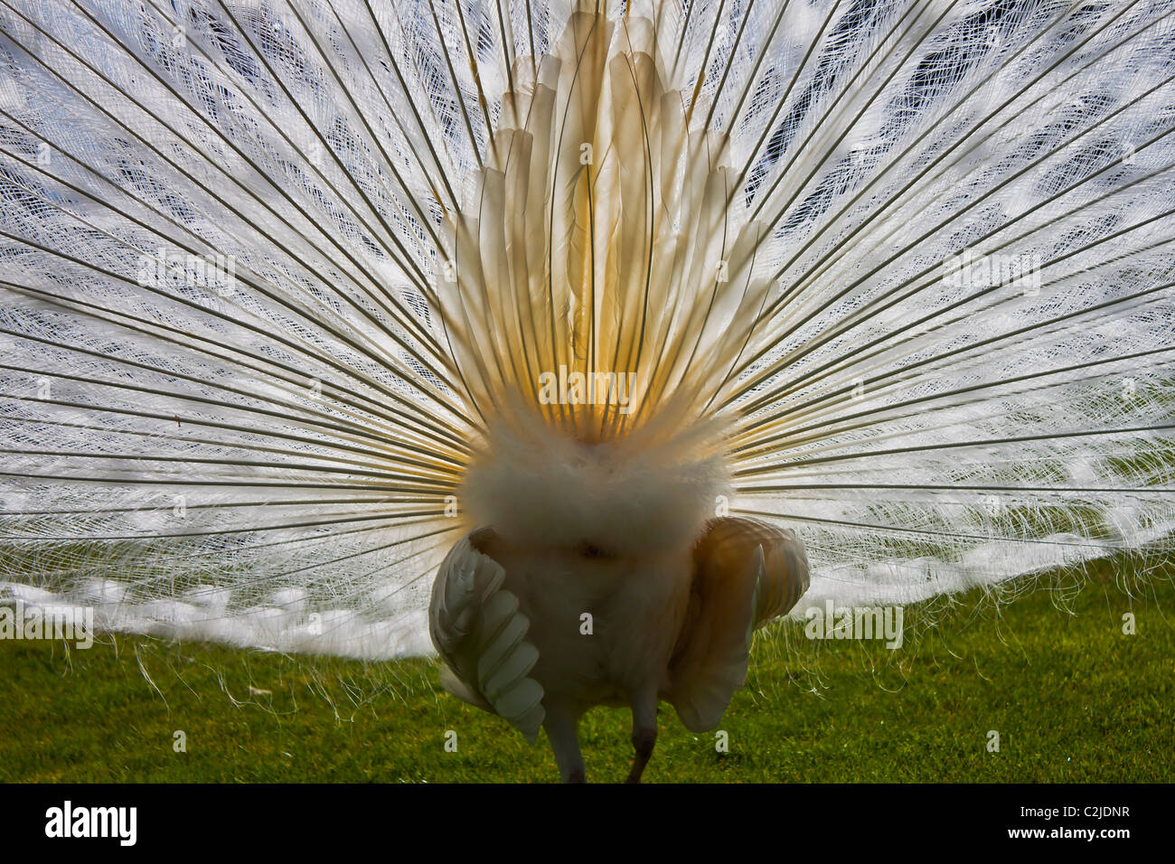 Die pfauenfeder -Fotos und -Bildmaterial in hoher Auflösung – Alamy