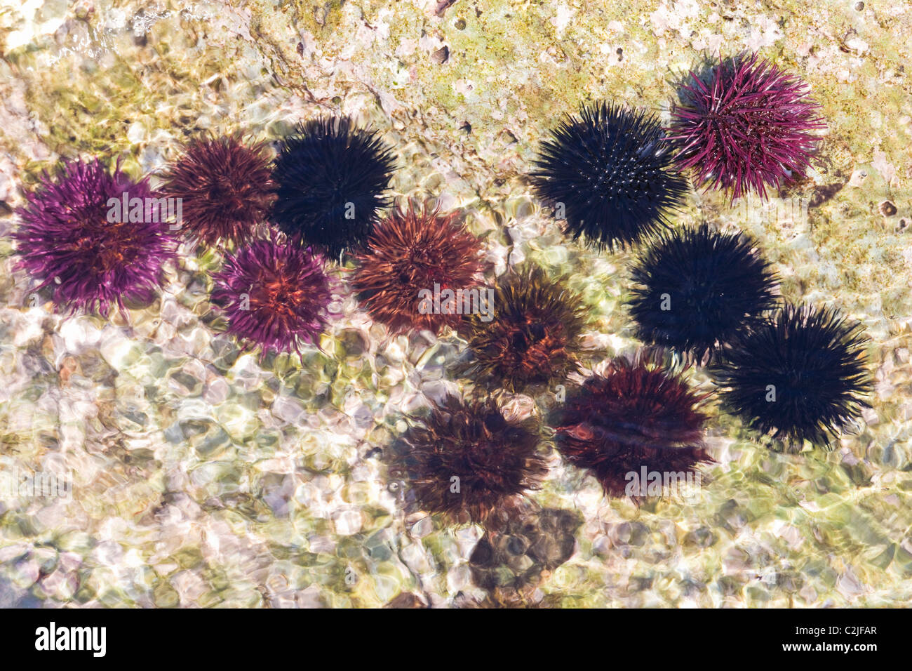 Seeigel (Echinoidea); Stachelige Meeresbewohner Stockfotografie - Alamy