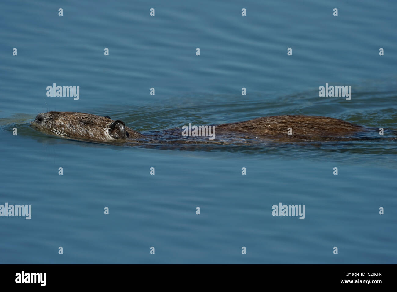 Nutria oder coypu -Fotos und -Bildmaterial in hoher Auflösung – Alamy