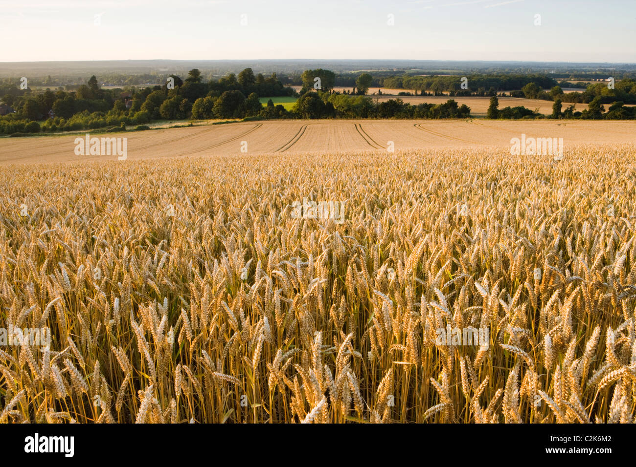 Wheat Field Stockfotos und -bilder Kaufen - Alamy