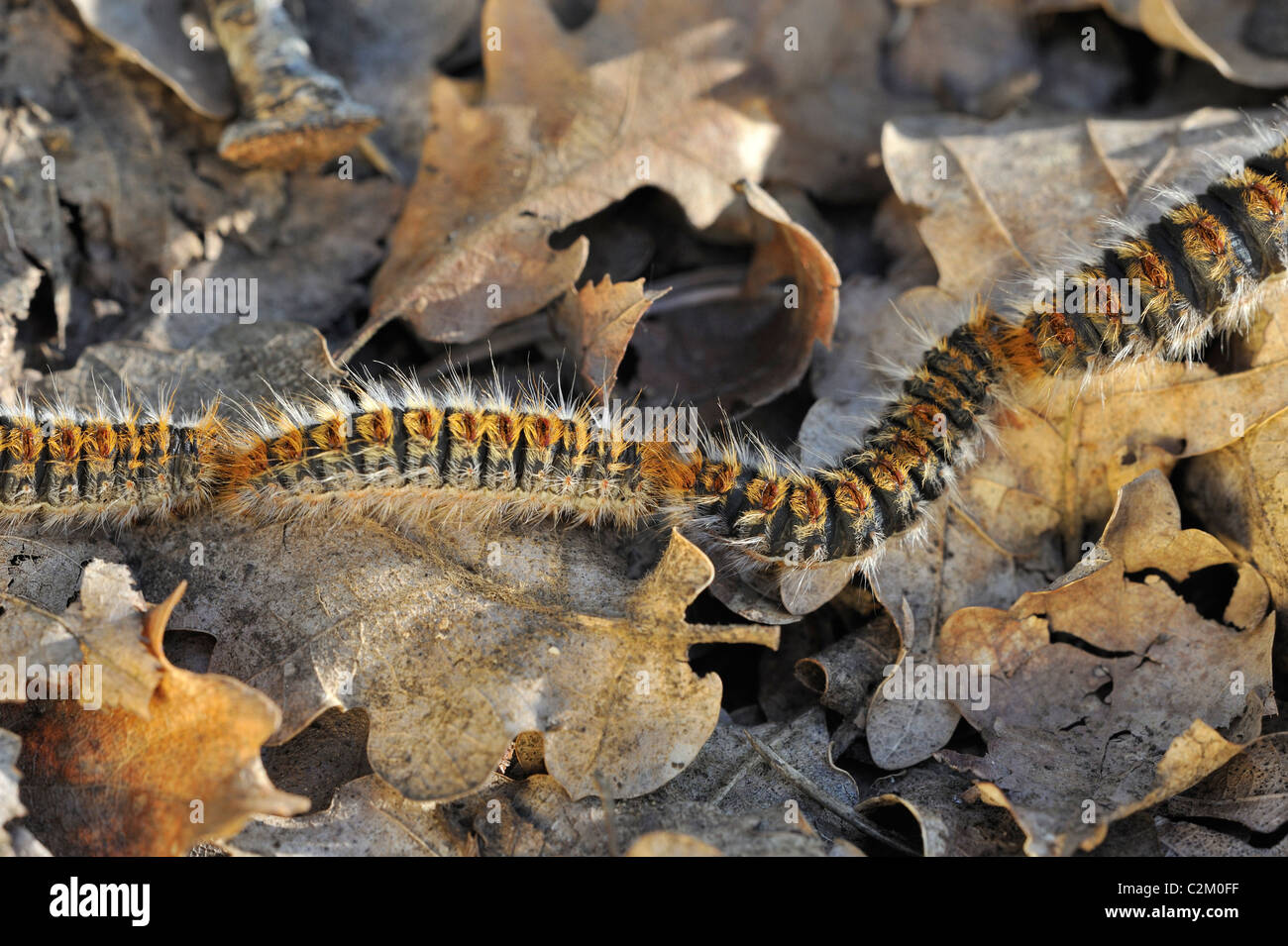 Kiefer-Eichenprozessionsspinner Raupen (Thaumetopoea Pityocampa ...