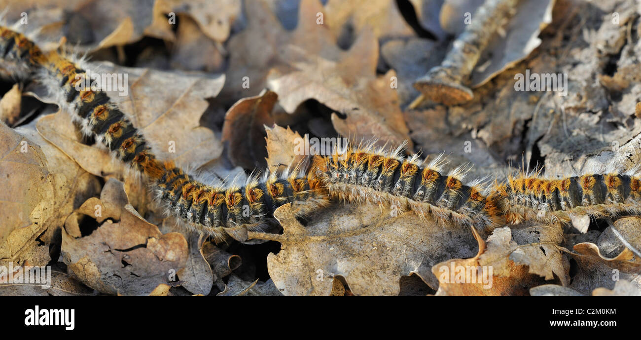 Kiefer-Eichenprozessionsspinner Raupen (Thaumetopoea Pityocampa ...