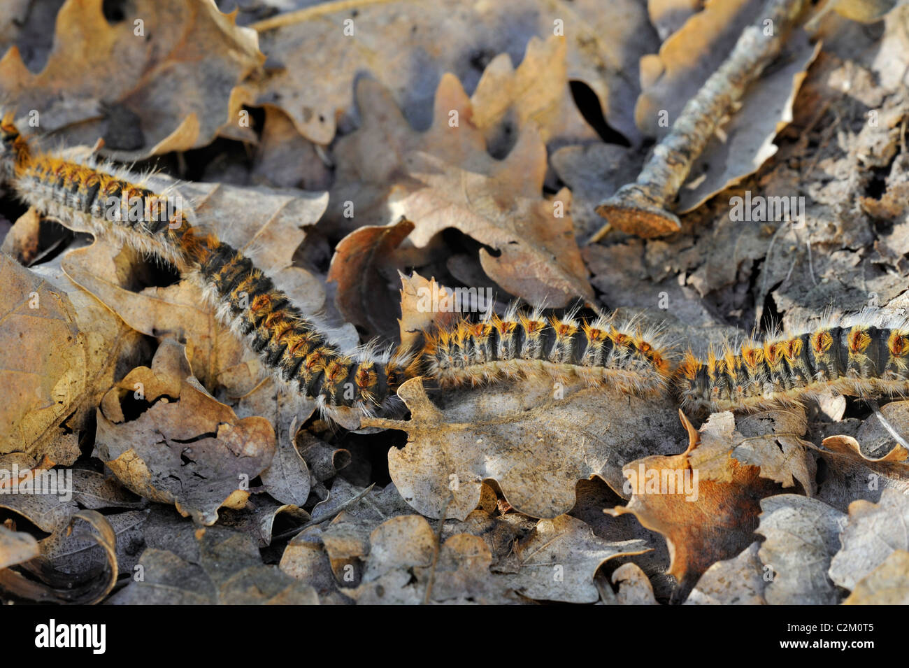 Kiefer-Eichenprozessionsspinner Raupen (Thaumetopoea Pityocampa ...
