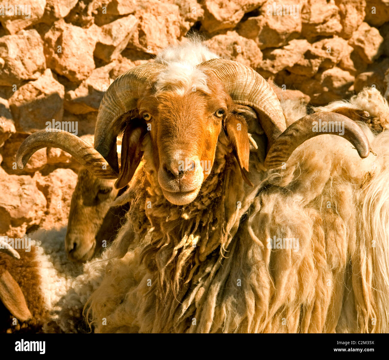 Bedouin Sheep Shepherd Syria Stockfotos & Bedouin Sheep Shepherd Syria ...