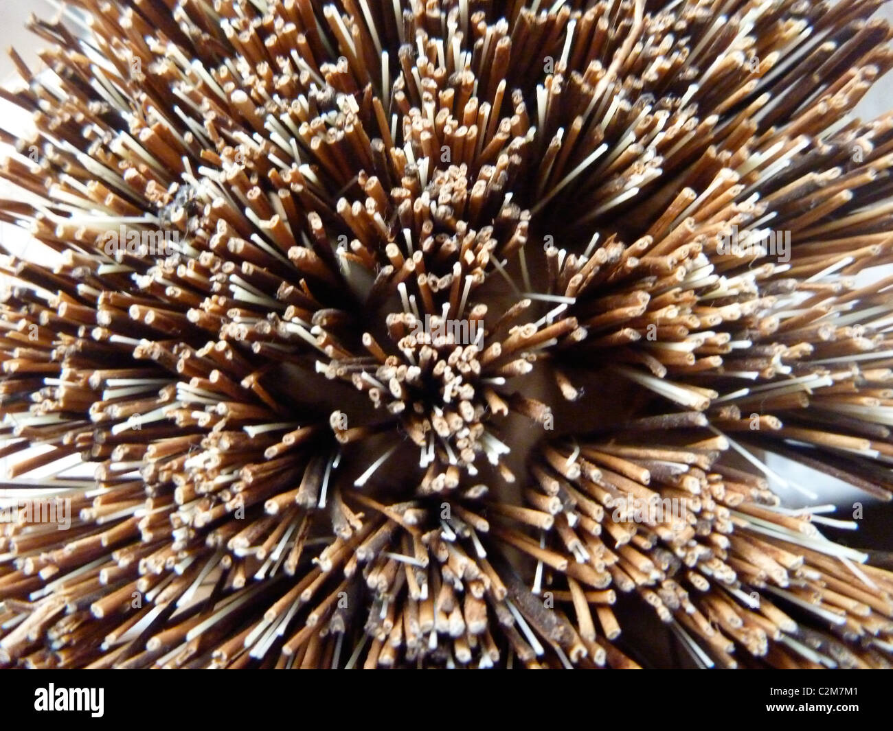 Borsten auf Stockfotos und -bilder Kaufen - Alamy