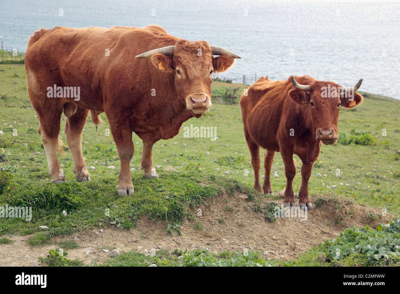 Stier und Kuh Stockfotografie - Alamy