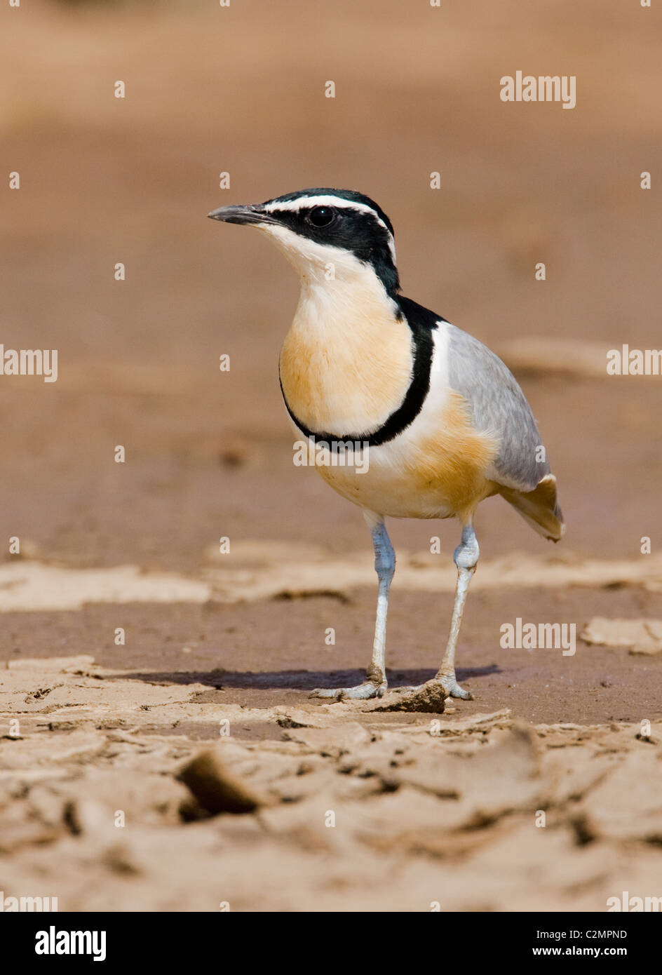 Egyptian plover crocodile bird crocodile plover -Fotos und ...
