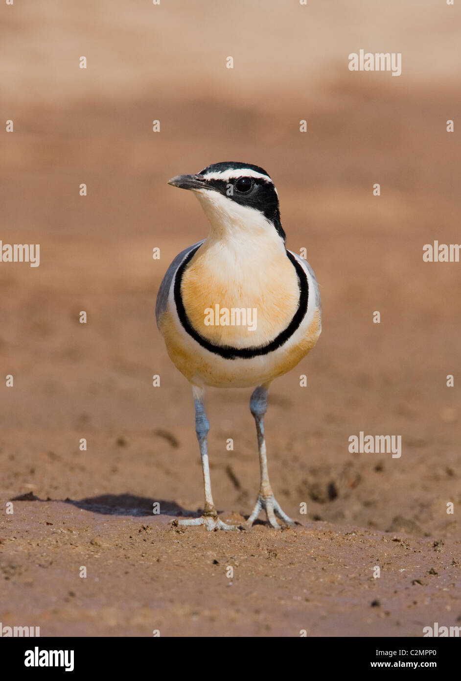 Ägyptische Regenpfeifer Pluvianus Aigyptos Krokodil Vogel ...