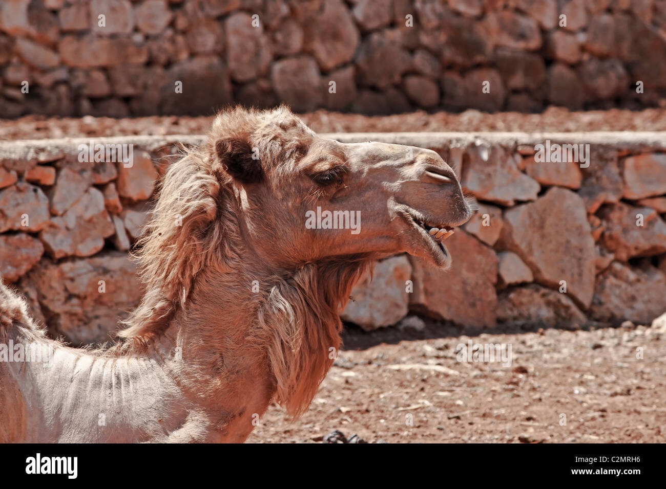 Dromedary teeth -Fotos und -Bildmaterial in hoher Auflösung – Alamy