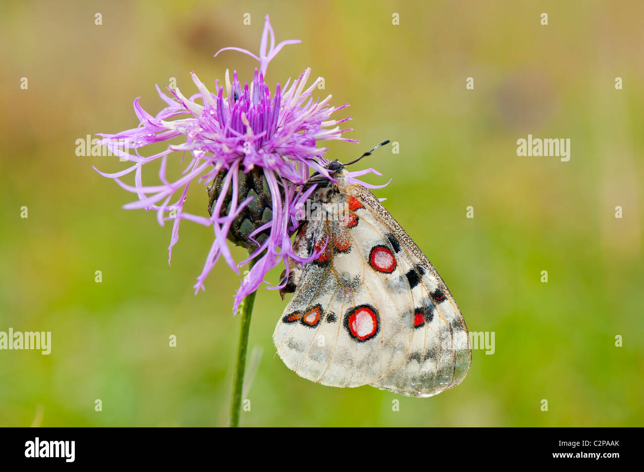 Apollofalter deutschland -Fotos und -Bildmaterial in hoher Auflösung ...
