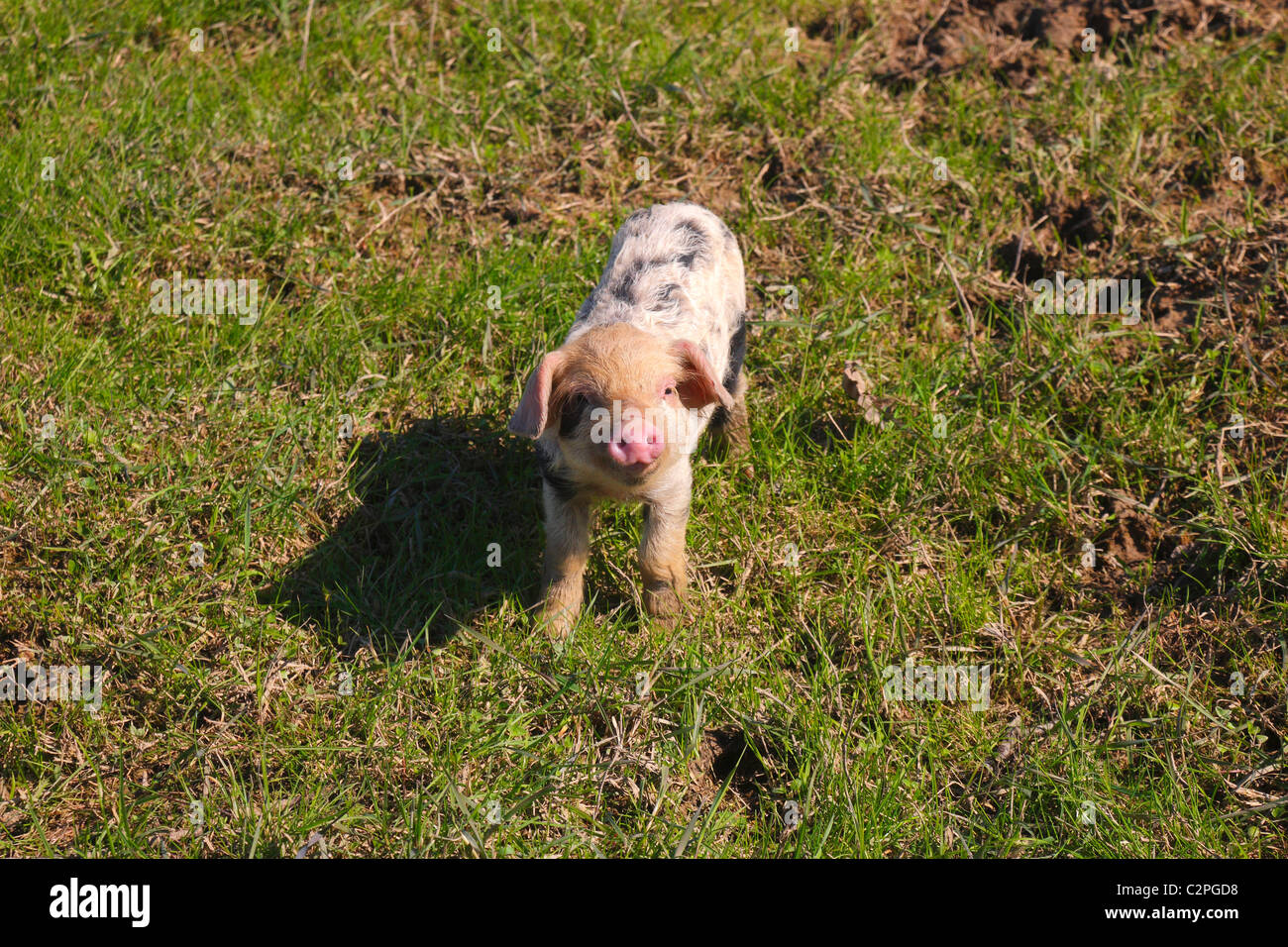 Black spotted piglet -Fotos und -Bildmaterial in hoher Auflösung – Alamy