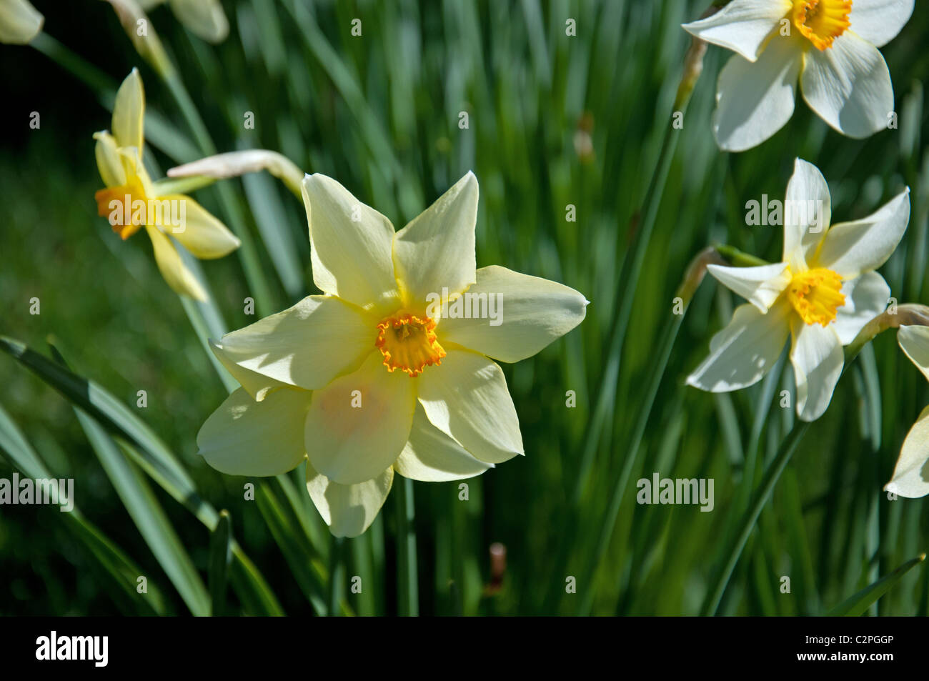 Waliser narzissenfelder -Fotos und -Bildmaterial in hoher Auflösung – Alamy